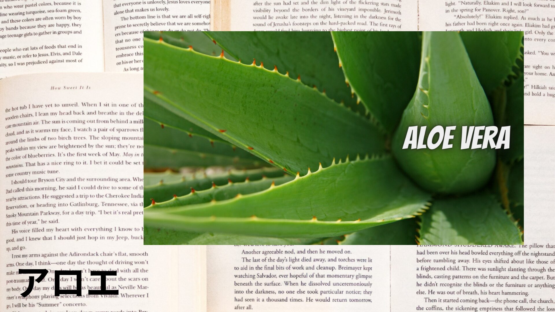 Aloe：Mini Dictionary アロエ : Mini Dictionary Quiz / Aromatherapy and Herbal Study Guide / Cjasmine